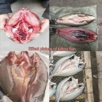 China Safe and Durable Fish Killing Scaling Gutting Machine for Continuous Fish Processing for sale