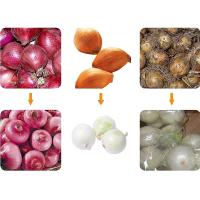 China Electric Onion Peeler for Easy and Hassle-Free Onion Peeling in Restaurants for sale