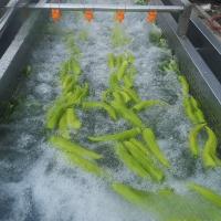 China Industrial Vegetable Fruit Processing Machine Used for Food Processing Plant Washing Line for sale
