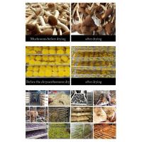 China Food Dryer Box Type Hot Air Circulation Drying Equipment for Fruits and Vegetables for sale