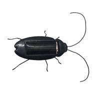 China Creative Small Solar Cockroach Solar Powered Dancing Toys Funny For Children for sale