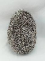 China New Design Customized Hedgehog Soft Plush Stuffed Toy With OEM ODM Services for sale