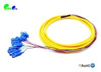 China 12F Pre - terminated 900μm Fiber Optic Pigtail SC UPC G657A1 9 / 125μm Cable Fanout 0.9mm Tail 3M for sale