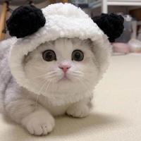 China Cashmere Pet Hat for Small Dogs - Adjustable Bear Plush Winter Headpiece for sale