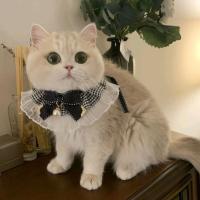 China Mint Fresh Lace Bib Collar for Cats with Adjustable Tie for sale