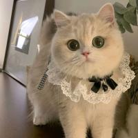 China Mint Fresh Lace Bib Collar for Cats with Adjustable Tie for sale