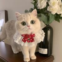 China Mint Fresh Lace Bib Collar for Cats with Adjustable Tie for sale