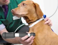 China Veterinary Chiropractic & Animal ESWT Machine Acoustic Wave Massager for sale