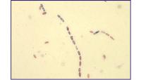 China Bacterial Spore Stain Baso Clear Colourful Stains For Healthcare Facility for sale