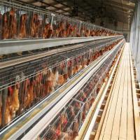 China Premium Weatherproof Chicken Coop with Smart Care Technology for sale