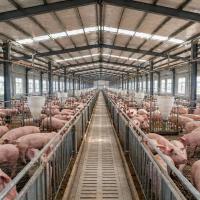 China Steel Structure Slaughterhouse Buildings for Modern Meat Processing and Production Facilities for sale