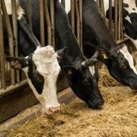 China Steel Structure Slaughterhouse Buildings for Modern Meat Processing and Production Facilities for sale