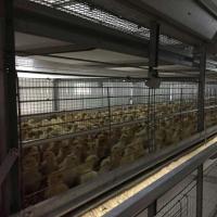 China Durable Steel Slaughterhouse Solutions with Hygienic Design and Fast Installation Services for sale