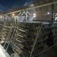 China Custom Steel Structure Building Abattoir for Efficient Livestock Processing Operations Worldwide for sale