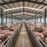 China Custom Steel Structure Building Abattoir for Efficient Livestock Processing Operations Worldwide for sale