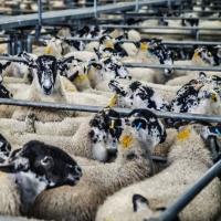 China High Quality Steel Slaughterhouse Facilities with Strong Durable Industrial Construction Systems for sale