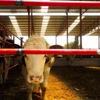 China High Quality Steel Slaughterhouse Facilities with Strong Durable Industrial Construction Systems for sale
