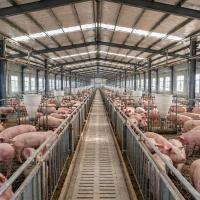 China Professional Steel Hog Farm Manufacturer Providing Turnkey Building Project Solutions for sale