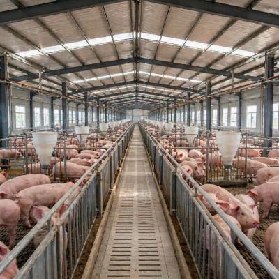 China Professional Steel Hog Farm Manufacturer Providing Turnkey Building Project Solutions for sale