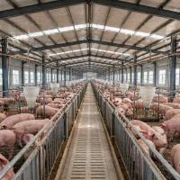 China Durable Steel Hog Farm Solutions with Fast Installation and Long Service Life for sale