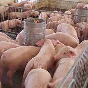 China Durable Steel Hog Farm Solutions with Fast Installation and Long Service Life for sale