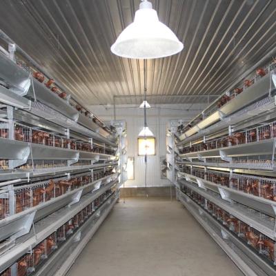 China Custom Steel Structure Hog Farm Designs for Efficient Commercial Pig Raising for sale