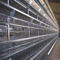 China Custom Steel Structure Hog Farm Designs for Efficient Commercial Pig Raising for sale