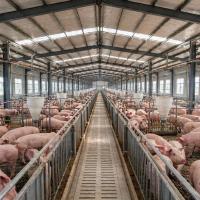 China High Quality Steel Hog Farm Buildings with Ventilation and Easy Maintenance for sale