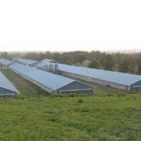 China High Quality Steel Hog Farm Buildings with Ventilation and Easy Maintenance for sale