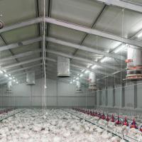 China High Quality Steel Hog Farm Buildings with Ventilation and Easy Maintenance for sale