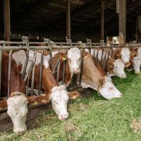 China Spacious Steel Cowshed with Integrated Milking Station Design for sale