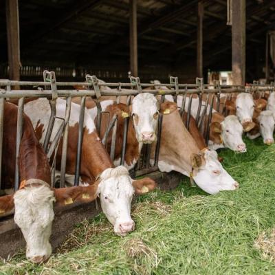 China Spacious Steel Cowshed with Integrated Milking Station Design for sale