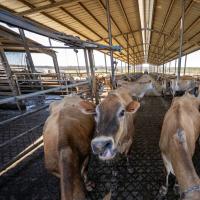 China Spacious Steel Cowshed with Integrated Milking Station Design for sale