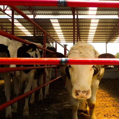 China Glavanized Prefabricated Light Steel Structure Daily Farm Cow Shed Poultry Farm House for sale