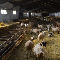 China Glavanized Prefabricated Light Steel Structure Daily Farm Cow Shed Poultry Farm House for sale