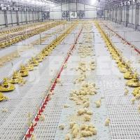 China Spacious Modular Chicken Housing Solutions for Happy Hens for sale