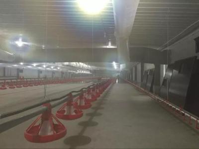 China Efficient Chicken House with Light Steel Structure and 20-Year Guarantee for sale