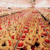 China Xgz China 20'gp/40'hc Installation Guidence Chicken Structure Steel House for sale