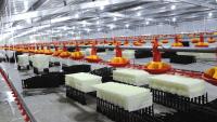 China Steel Structure Warehouse Large Span Industrial Storage Workshop Durable Building for sale