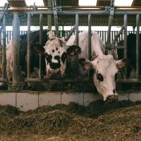 China Fast Installation Steel Hog Farm Buildings with Custom Layout Options Available for sale