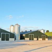 China High Quality Steel Hog Farm Buildings with Ventilation and Easy Maintenance for sale