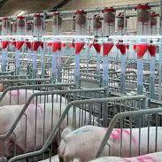 China Custom Steel Structure Hog Farm Designs for Efficient Commercial Pig Raising for sale
