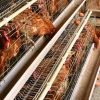 China Affordable Steel Structure Hog Farm Solutions for Expanding Livestock Businesses Worldwide for sale