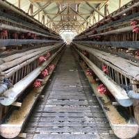 China Affordable Steel Structure Hog Farm Solutions for Expanding Livestock Businesses Worldwide for sale