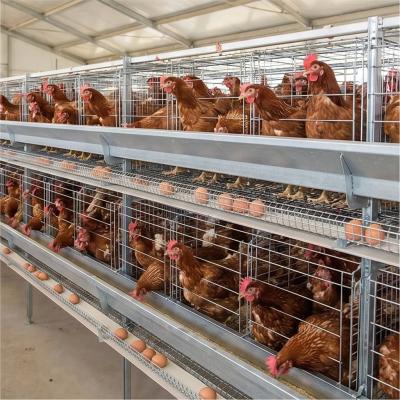 China High-Quality Chicken House with Light Steel Roof and ISO Certification for sale