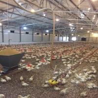 China Premium ISO Certified Chicken Coop with Sturdy Steel Roof for sale