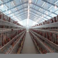 China Quality Chicken House with Light Steel Roof and 20-Year Warranty for sale