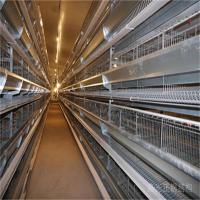 China Premium ISO Certified Chicken Shed with 20-Year Warranty for sale