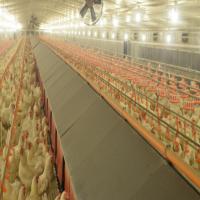 China Premium ISO Certified Chicken Shed with 20-Year Warranty for sale