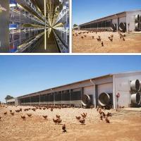 China Prefabricated Heavy Duty Steel Structure Broiler Chicken House Construction for Industrial Farming for sale